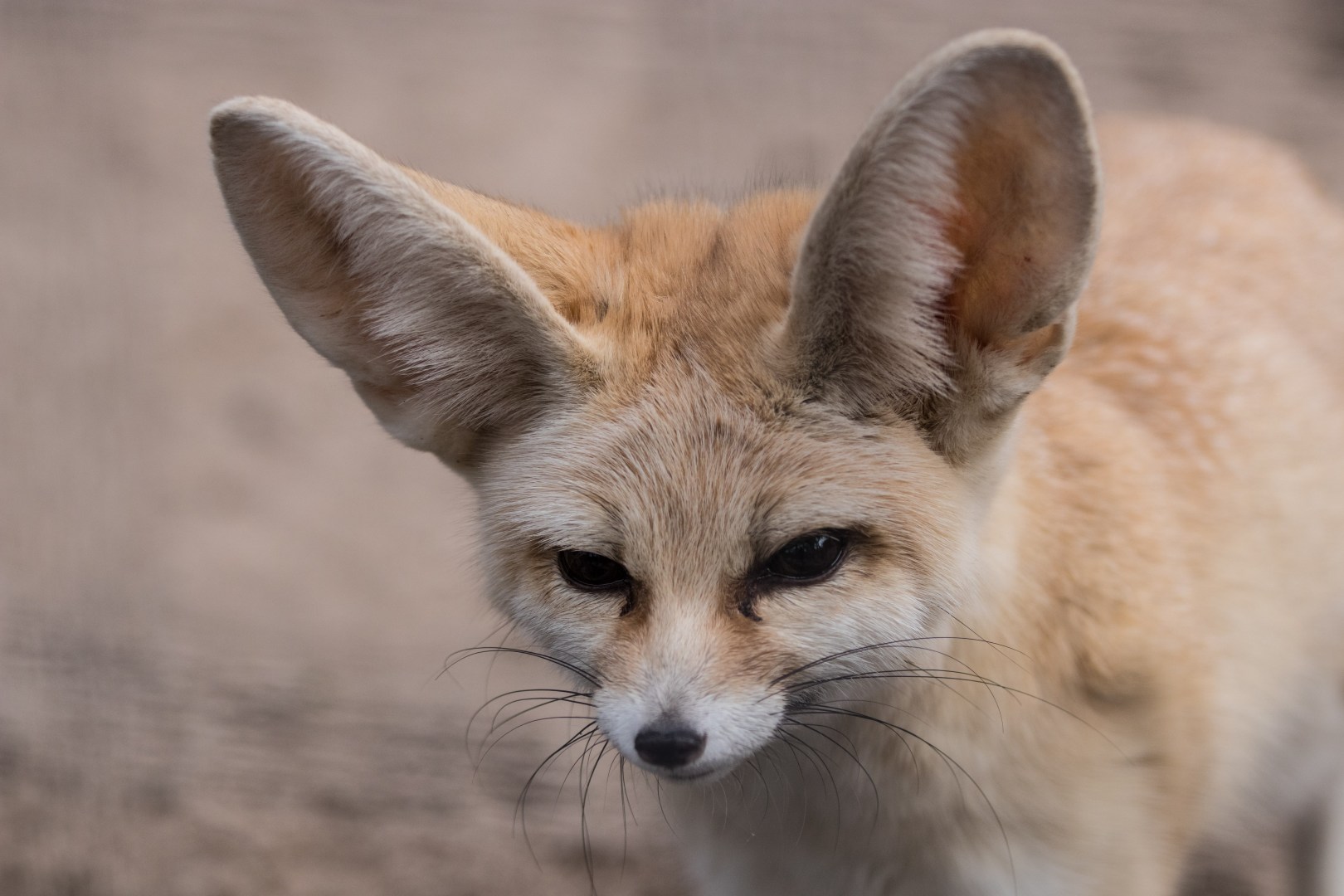 Fennek (Wüstenfuchs) – Meine Spaziergänge durch Zoos