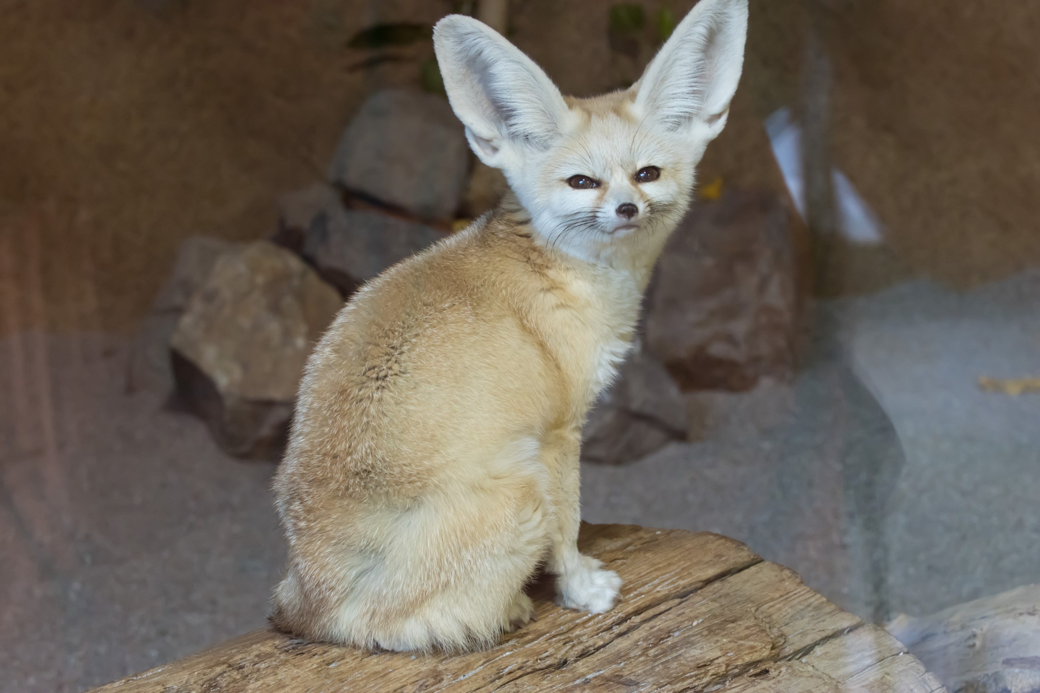 Fennek (Wüstenfuchs) – Meine Spaziergänge durch Zoos