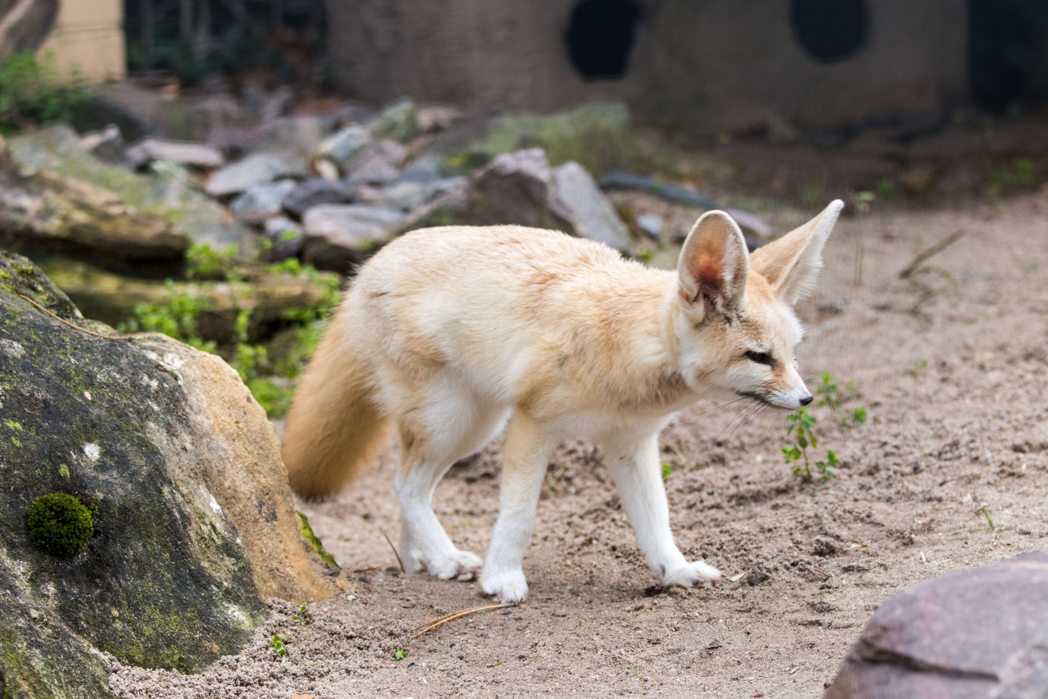 Fennek (Wüstenfuchs) – Meine Spaziergänge durch Zoos