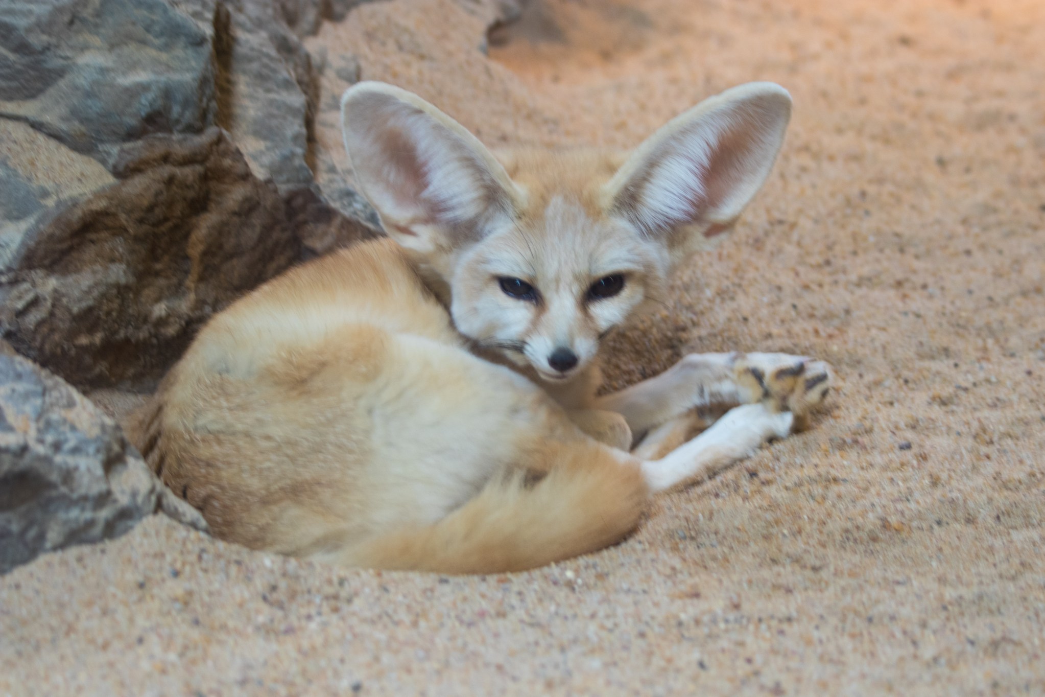 Fennek (Wüstenfuchs) – Meine Spaziergänge durch Zoos